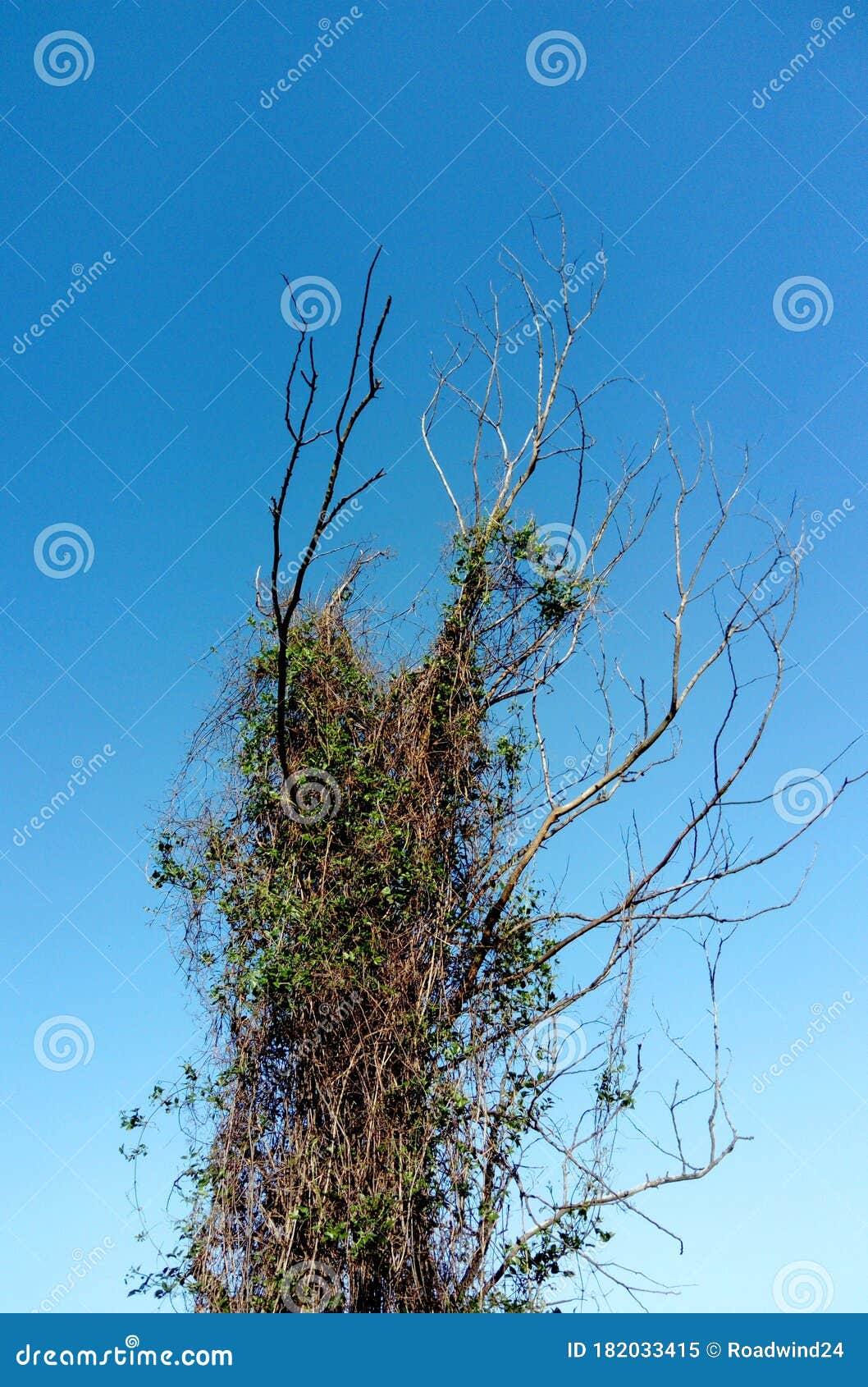 Creeping Vine Pod Stock Image | CartoonDealer.com #48541369