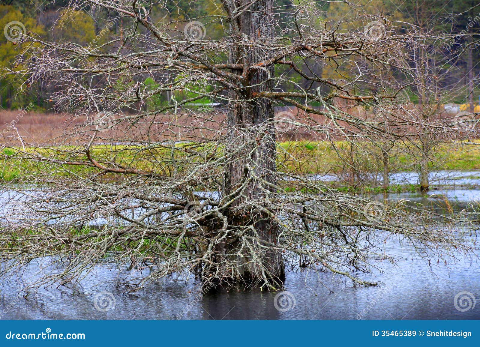 Spooky tree stock image. Image of seasons, nature, pine - 35465389