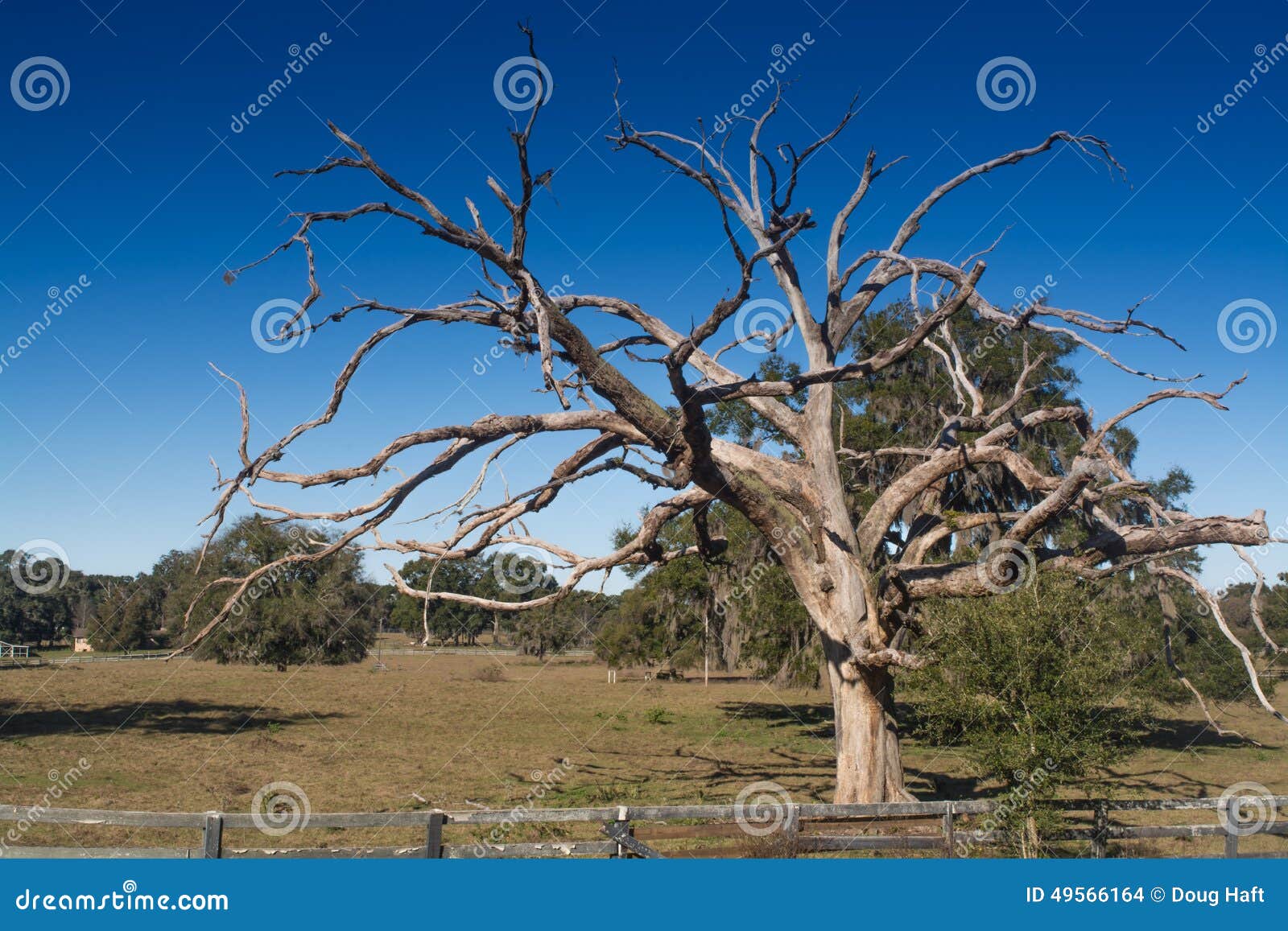 Spooky Tree stock photo. Image of death, grass, gnarled - 49566164