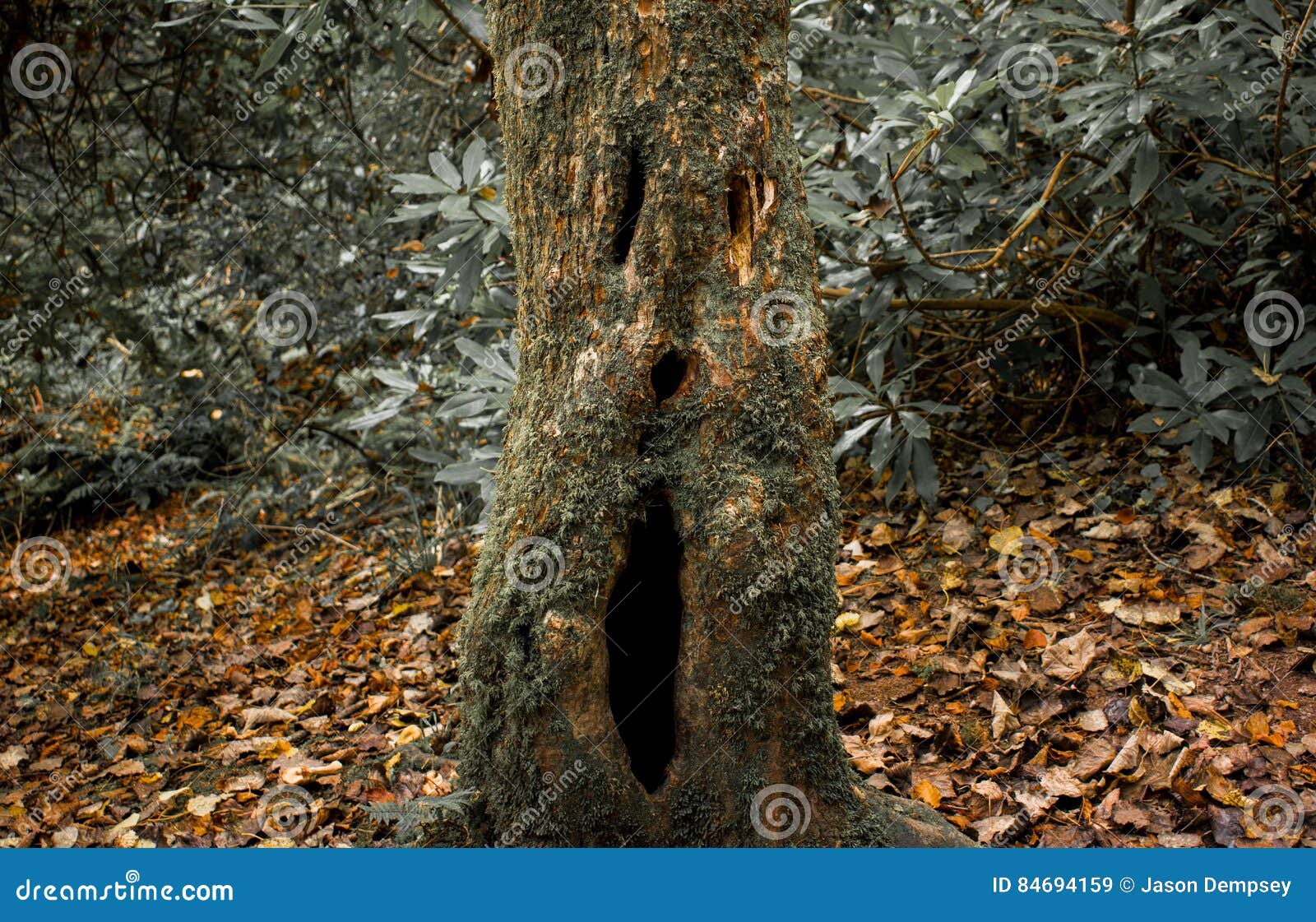Spooky tree with face stock image. Image of face, waterford - 84694159