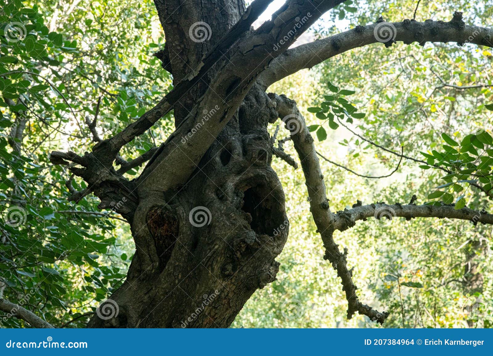 Spooky Tree with a Human Face Shape Stock Photo - Image of backdrop ...