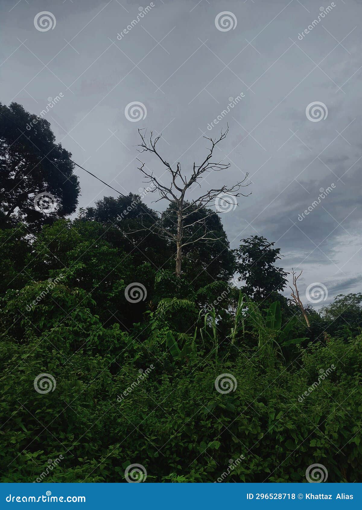 Spooky Tree in the Middle of Forest Trees with Bushes Against a Cloudy ...