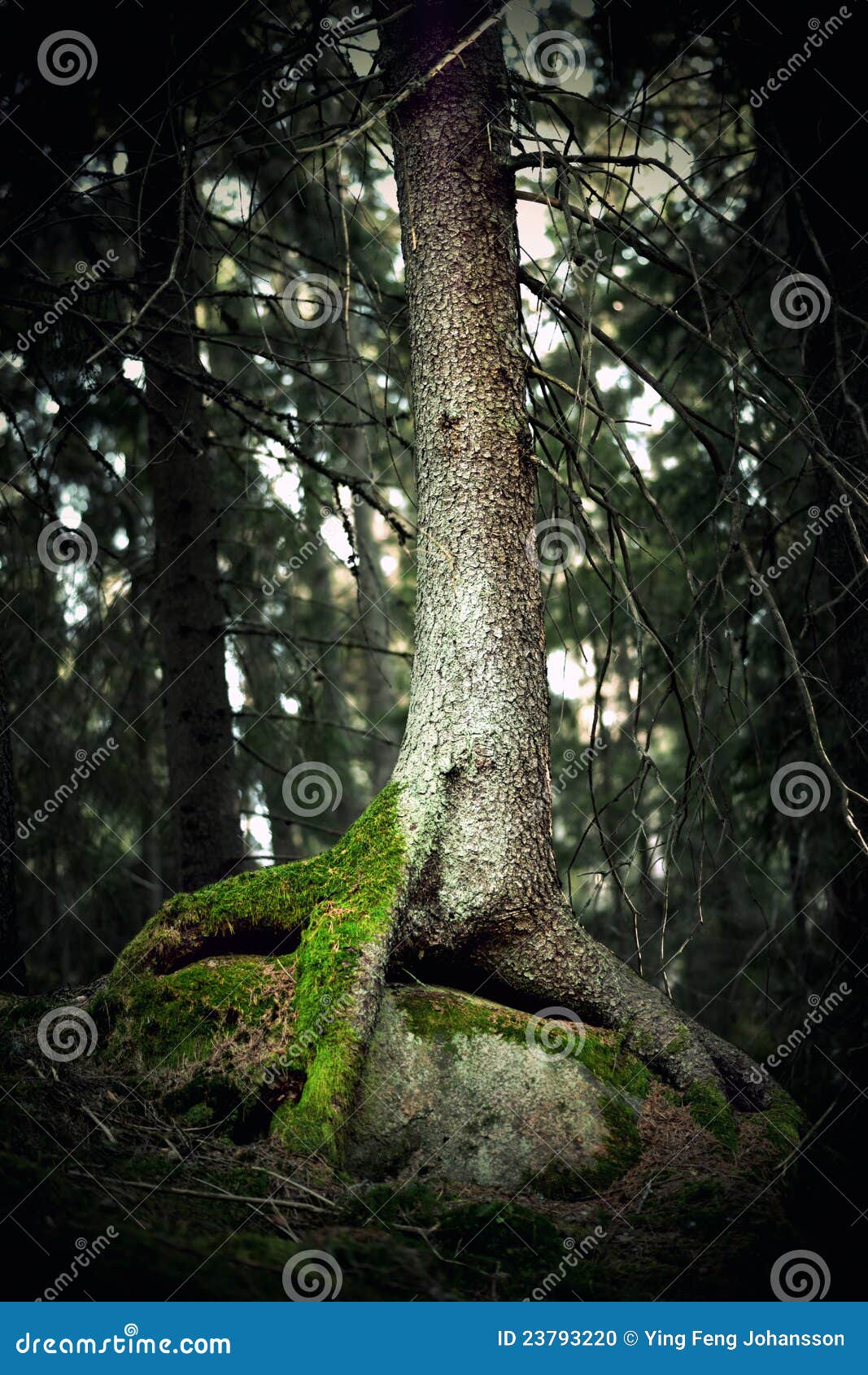 Spooky tree with moss stock photo. Image of landscape - 23793220