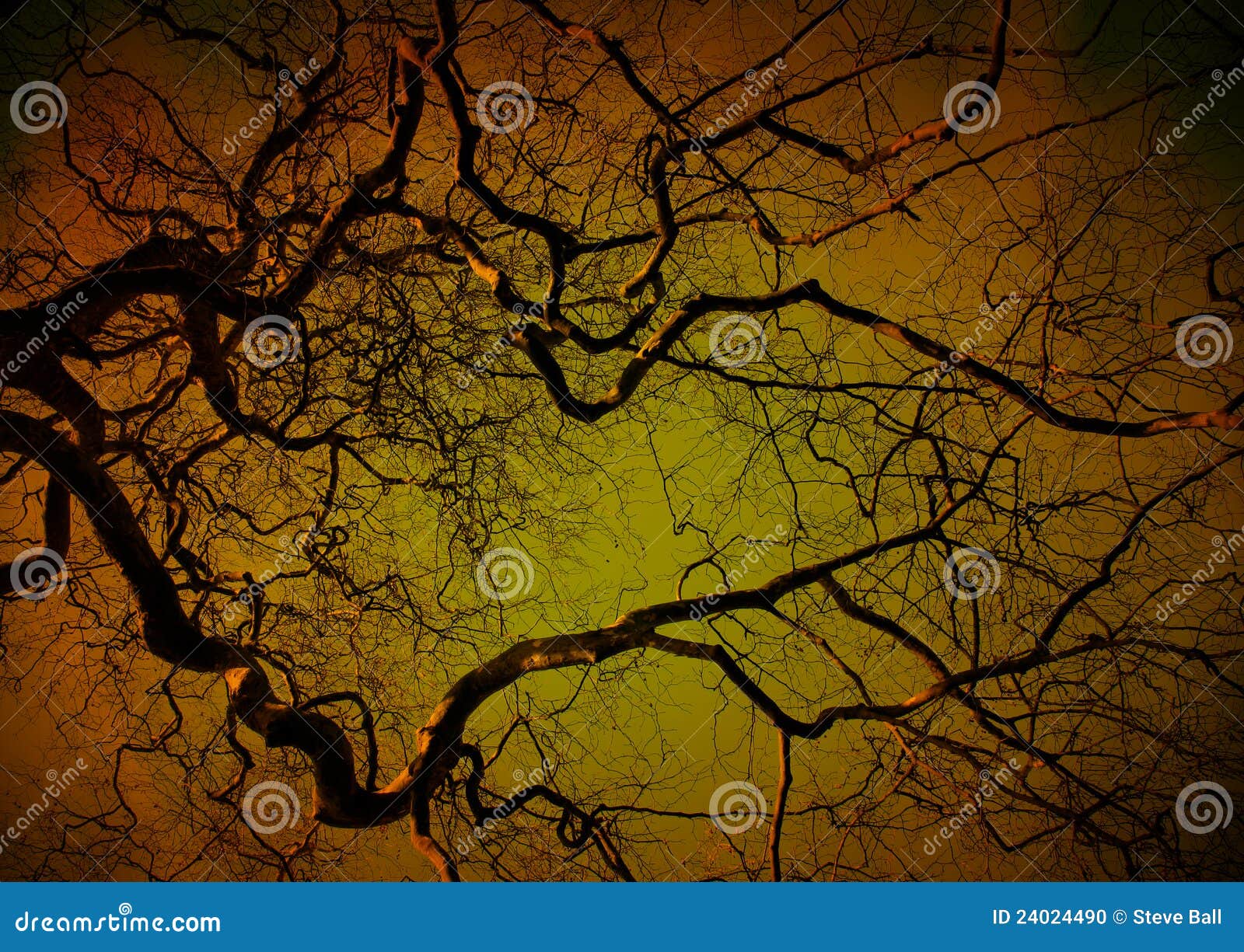 Spooky tree at night stock photo. Image of dark, branch - 24024490