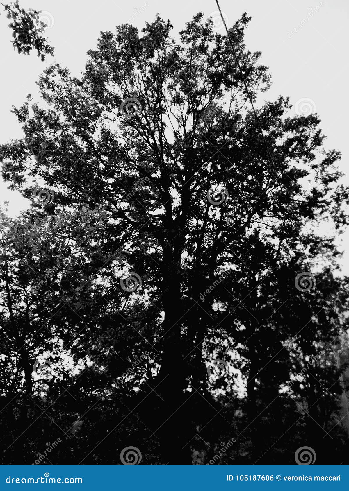 Spooky tree stock photo. Image of spooky, black, scary - 105187606
