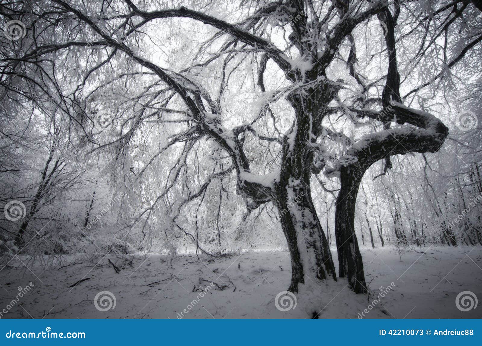 Spooky tree in winter stock image. Image of misty, mystical - 42210073