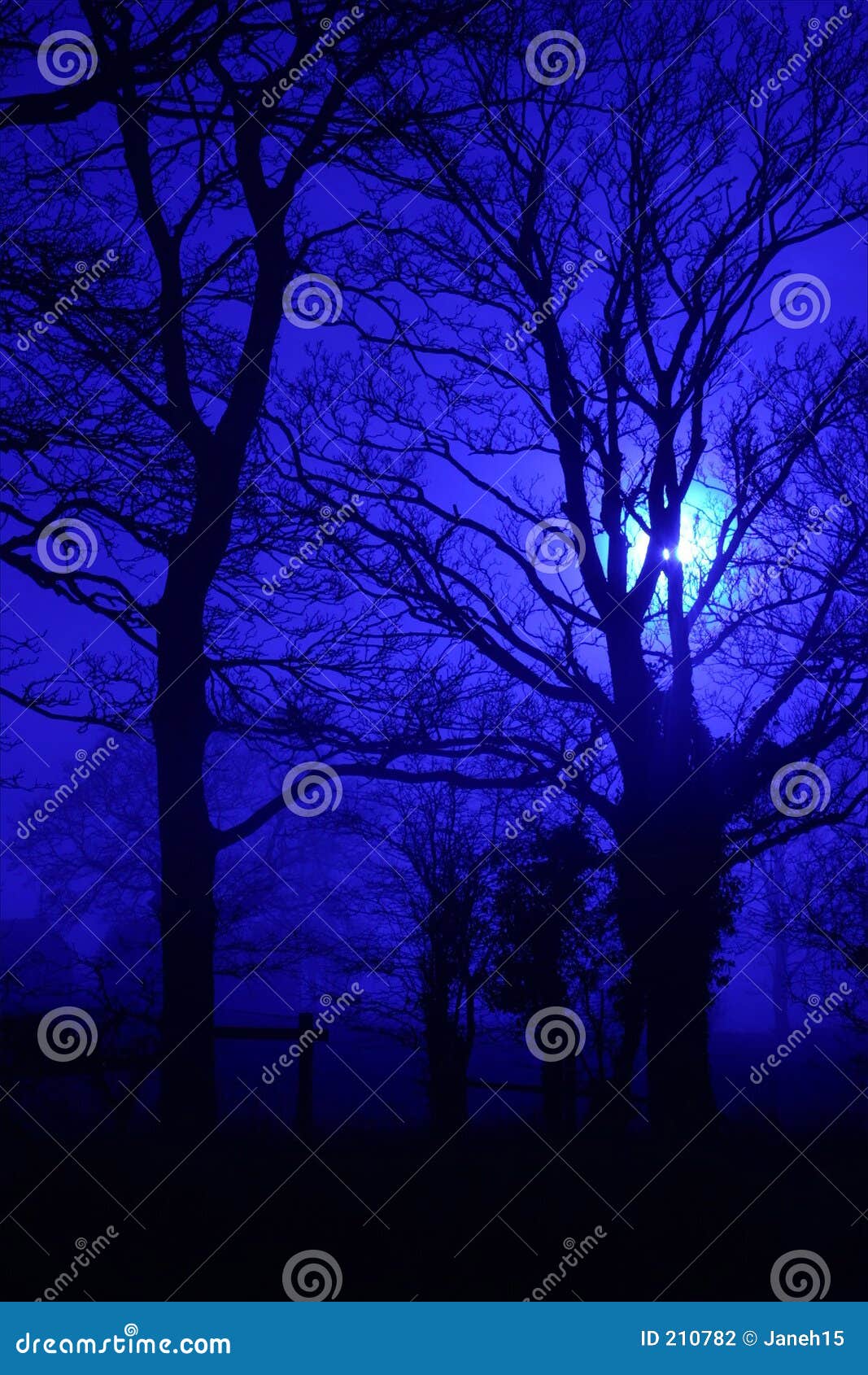 Spooky trees stock photo. Image of branches, night, blue - 210782