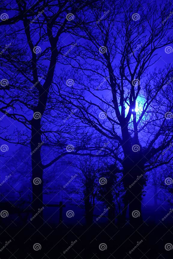 Spooky trees stock photo. Image of branches, night, blue - 210782