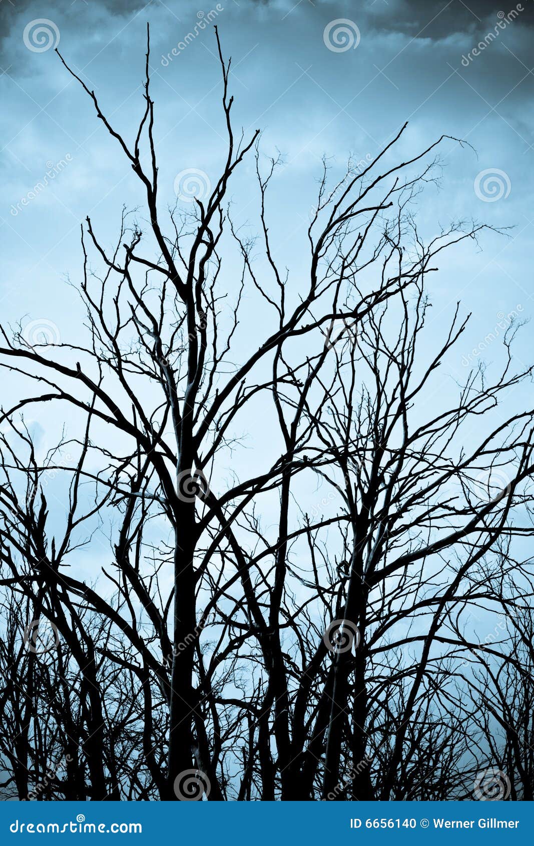 Spooky trees stock photo. Image of autumn, gothic, leaves - 6656140