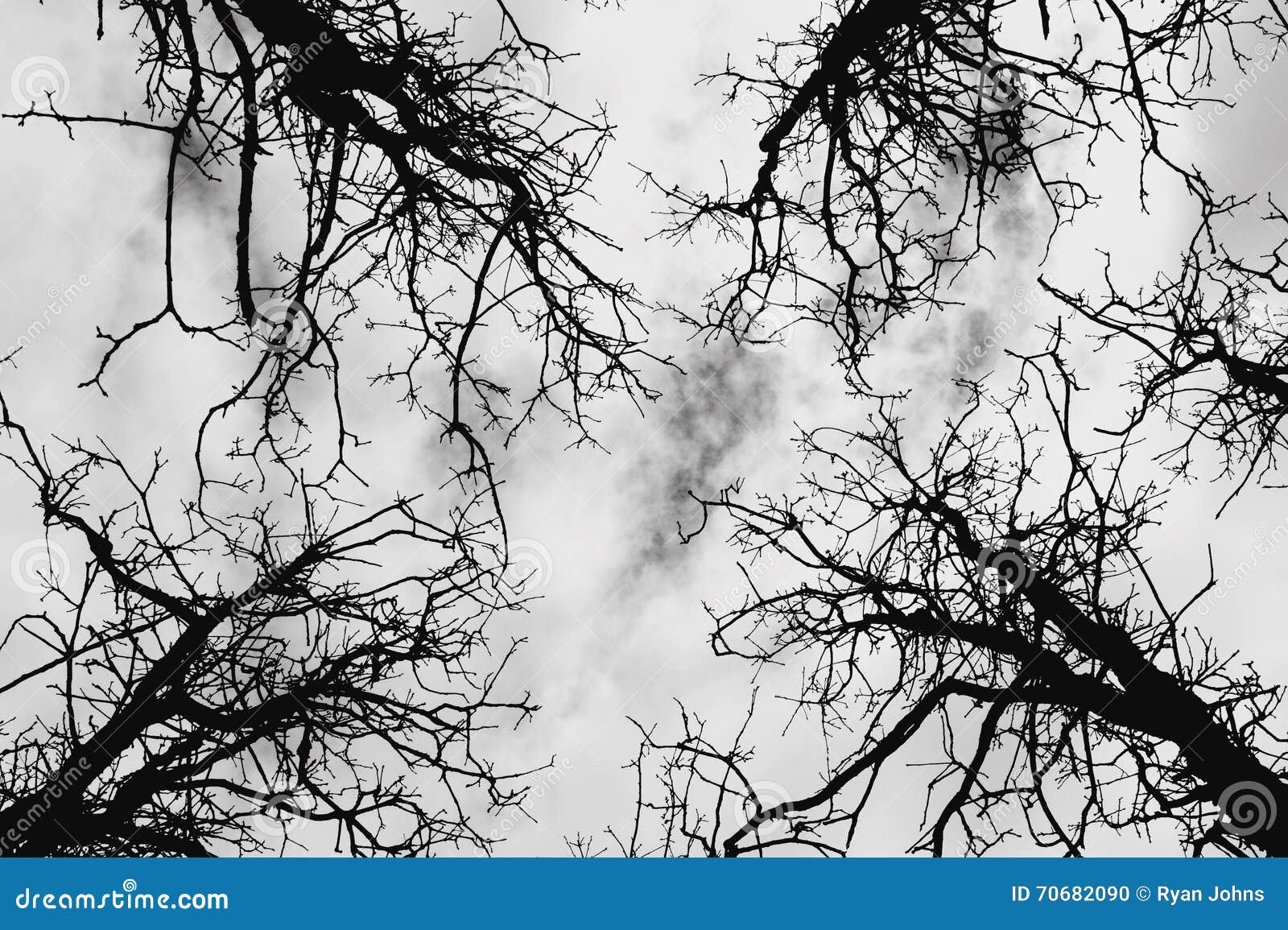 Spooky Trees stock photo. Image of spooky, white, black - 70682090