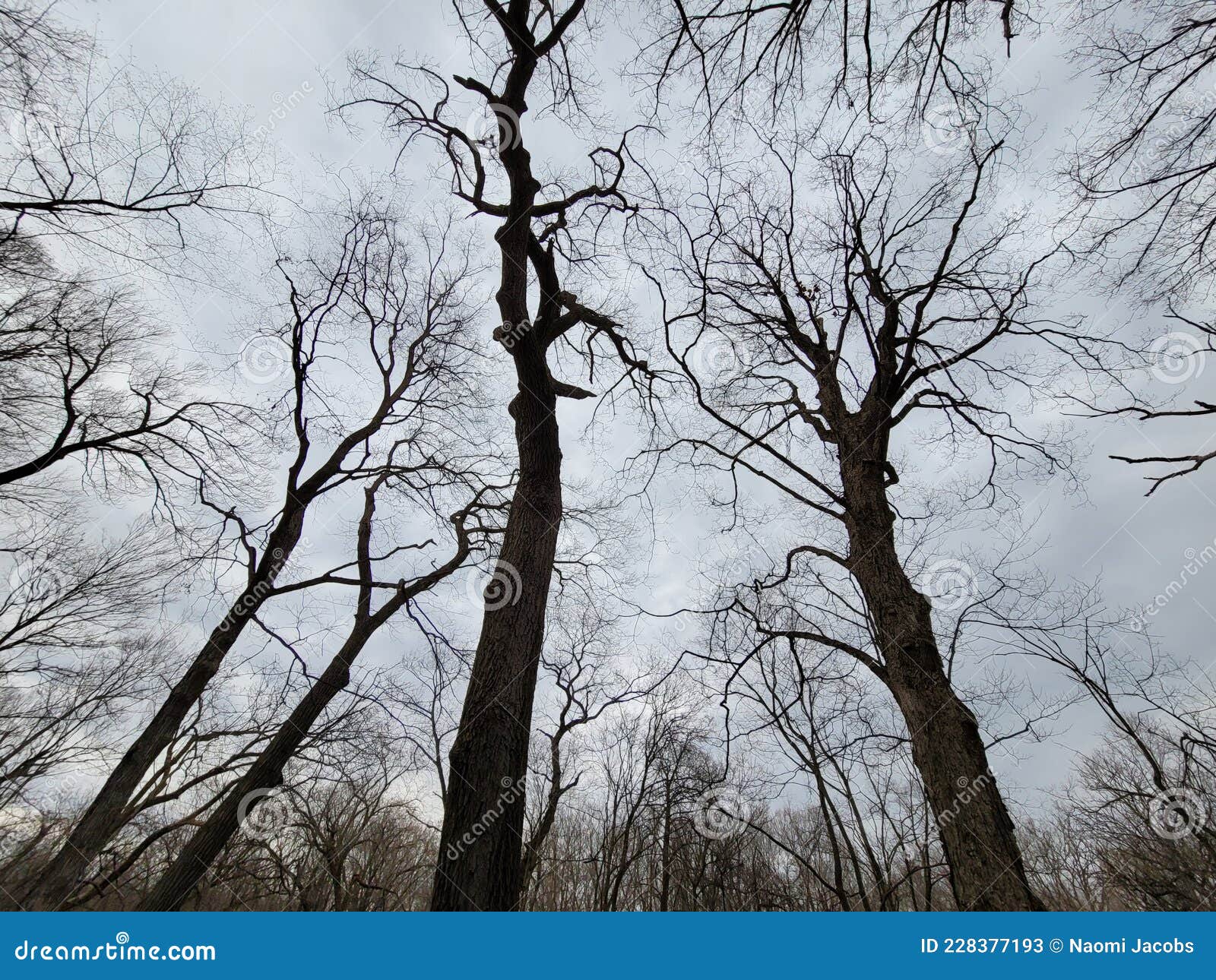 Spooky Trees at the End of Spring Stock Image - Image of spring, winter ...