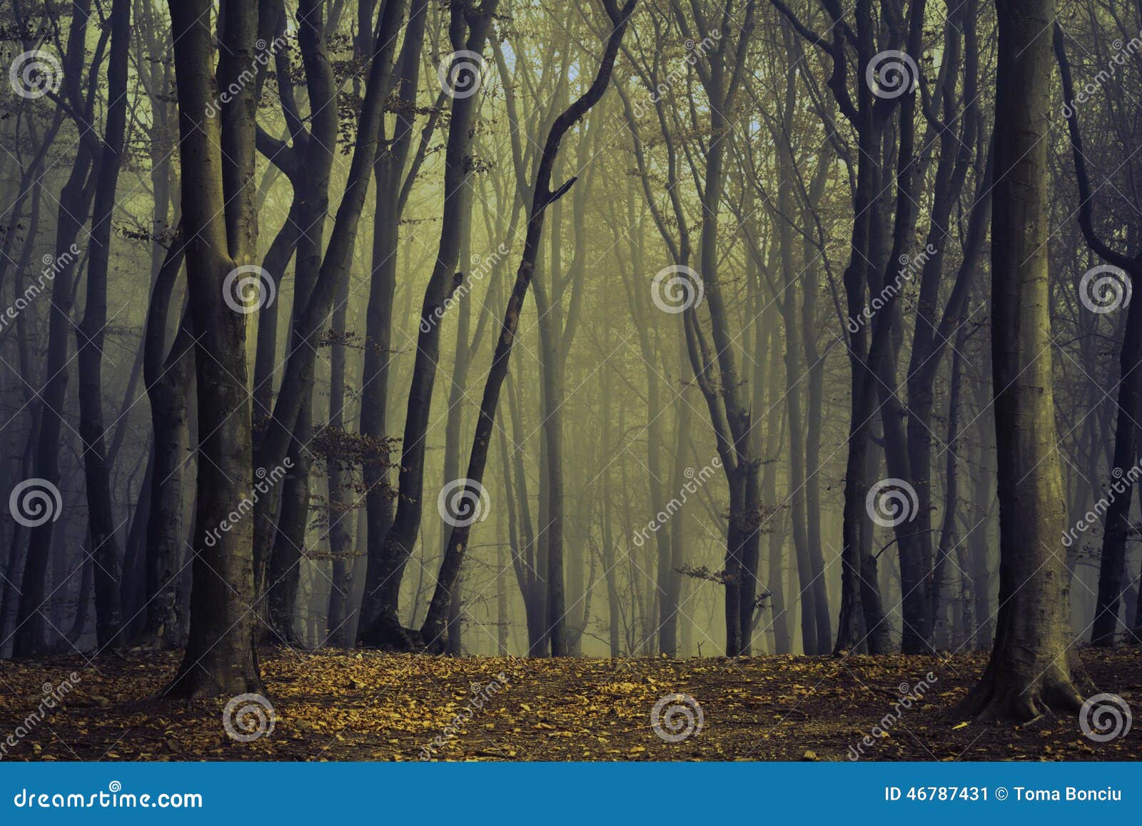 Spooky Trees in the Fog of the Forest Stock Image - Image of black ...