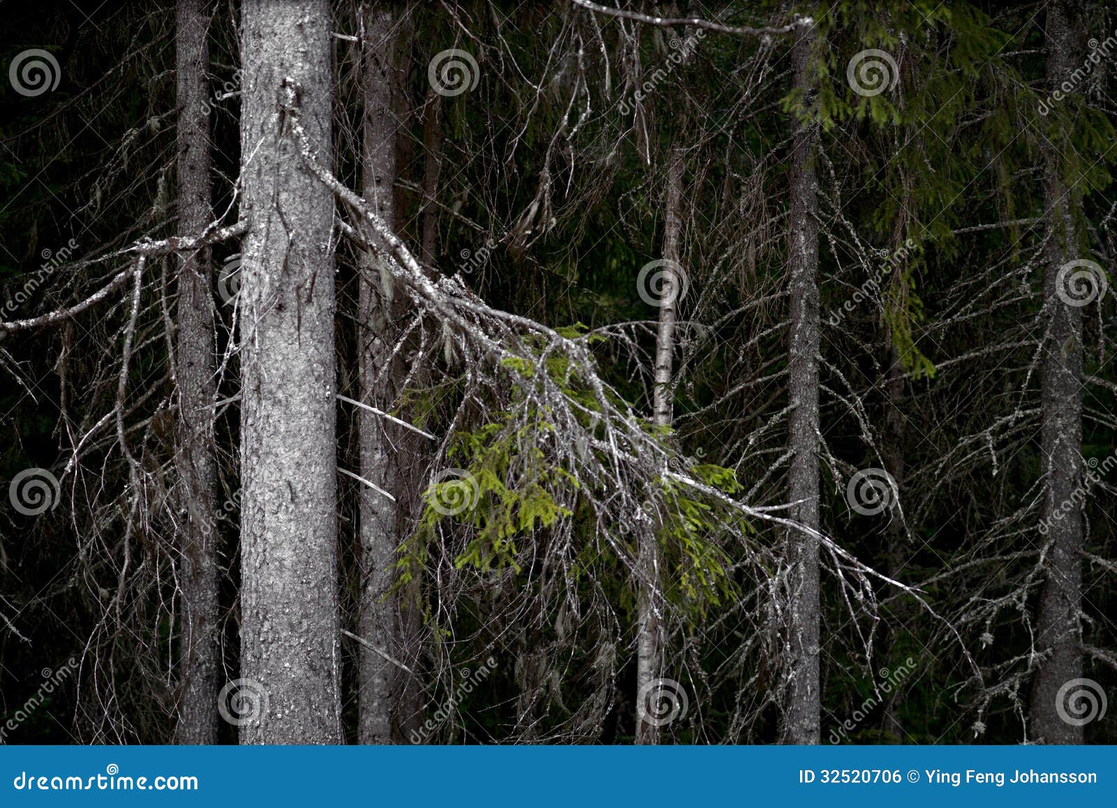 Spooky trees stock photo. Image of branch, terrain, night - 32520706