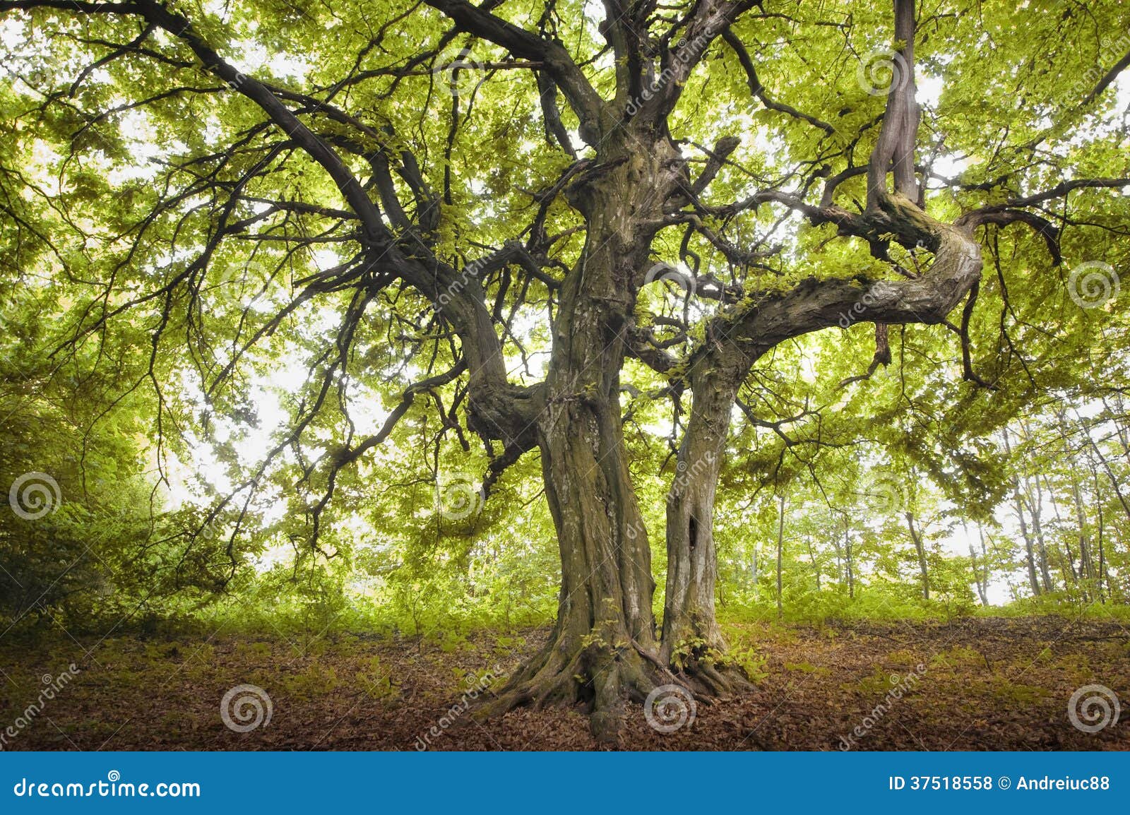 Spooky Twisted Tree in a Green Forest Stock Photo - Image of ground ...