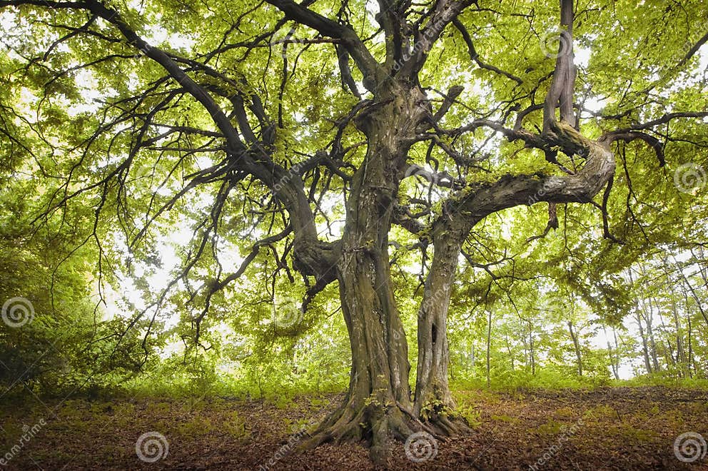 Spooky Twisted Tree in a Green Forest Stock Photo - Image of ground ...