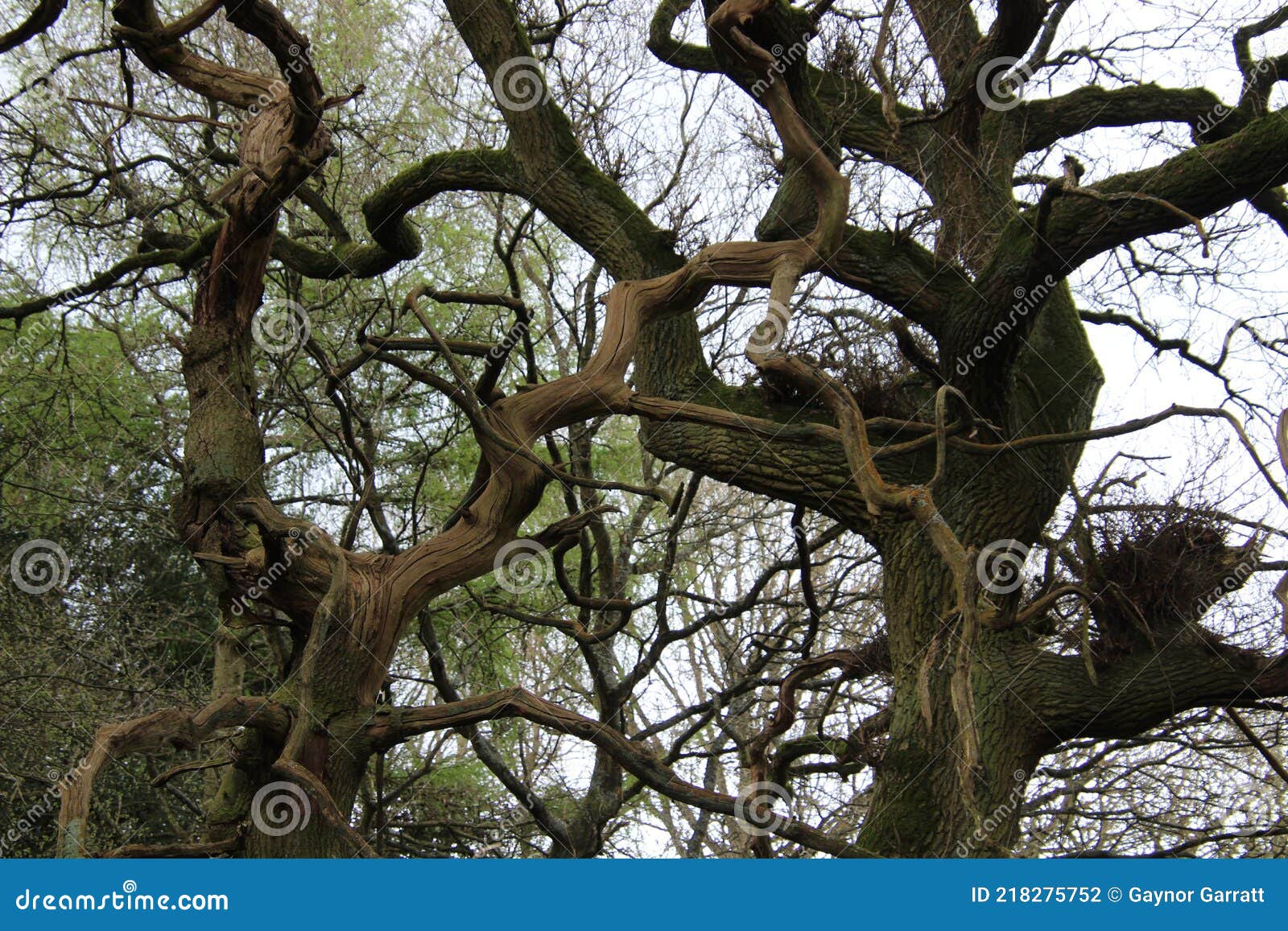 Spooky Twisting Tree Branches Stock Photo - Image of branches, twisting ...