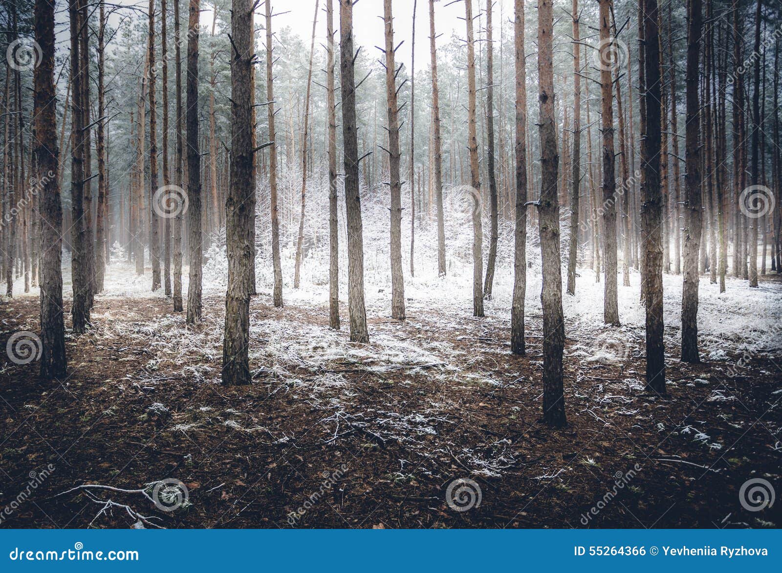 Spooky Winter Forest Covered by Mist Stock Photo - Image of cold ...