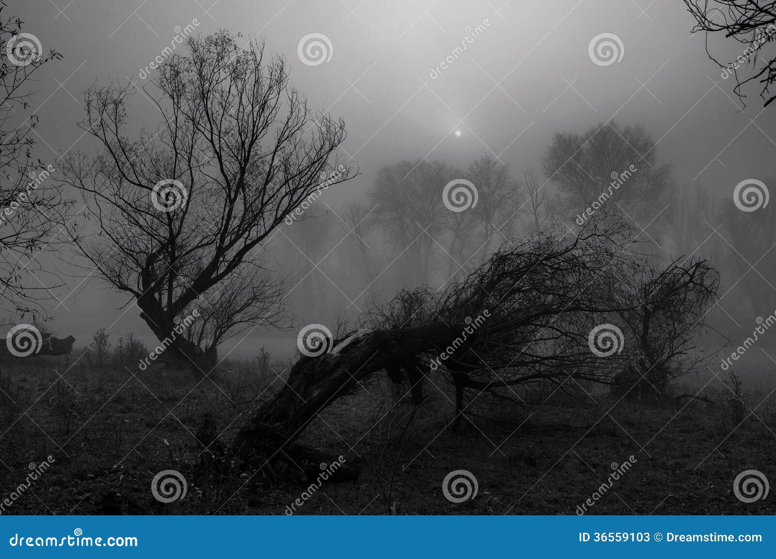 Spooky winter landscape stock image. Image of eerie, horror - 36559103
