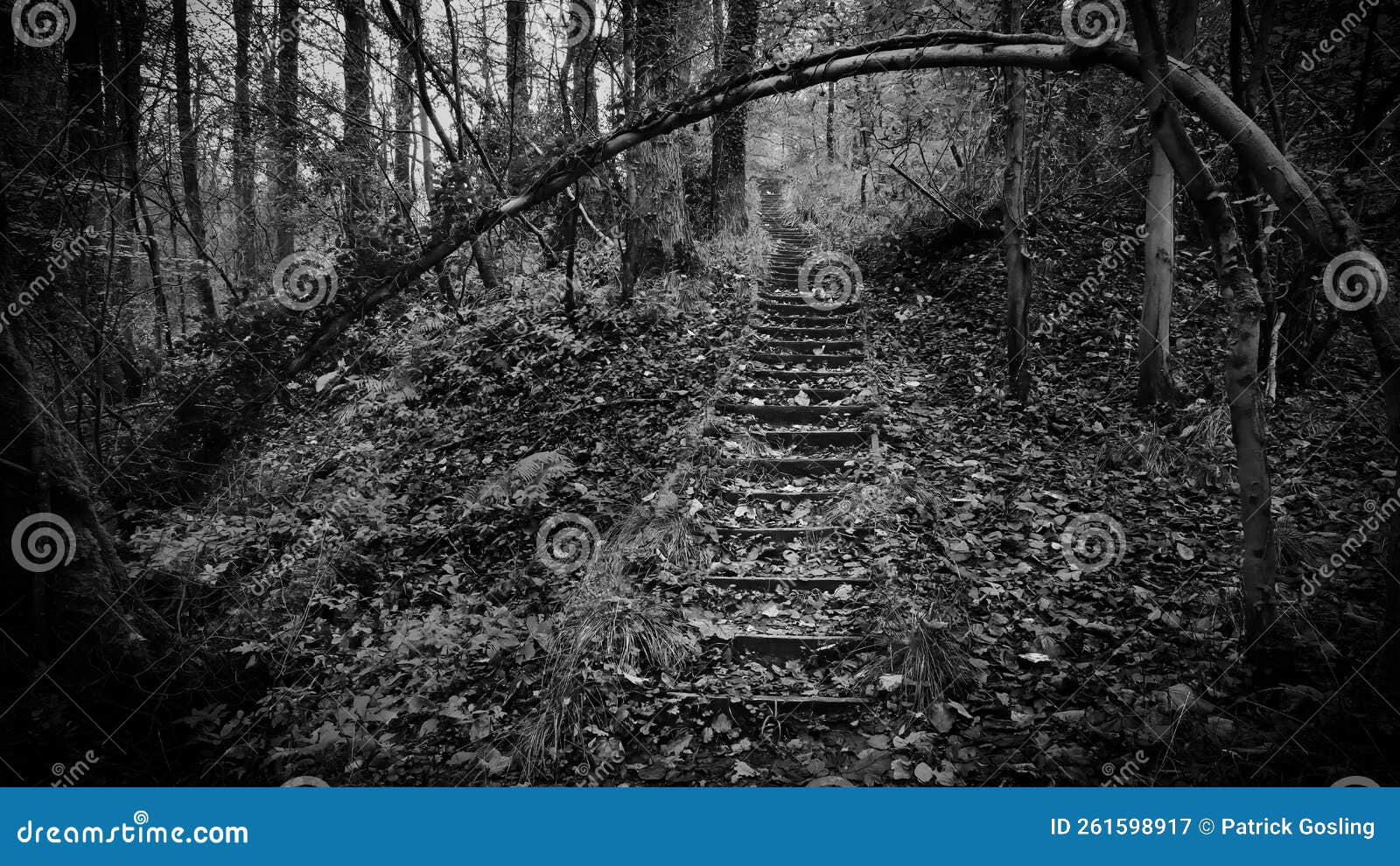 Spooky woodland steps. stock image. Image of wallpaper - 261598917