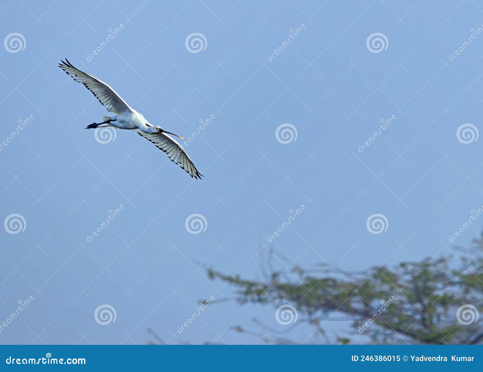 Spoon Bill Flying in the Sky Stock Image - Image of flower, ornithology ...