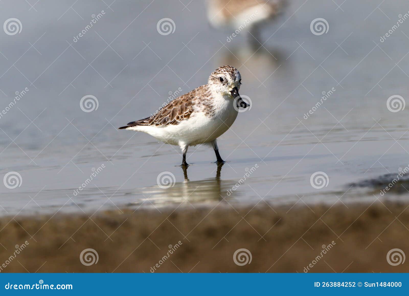 Spoon-billed Sandpiper, Highly Endangered Status Stock Photo - Image of ...