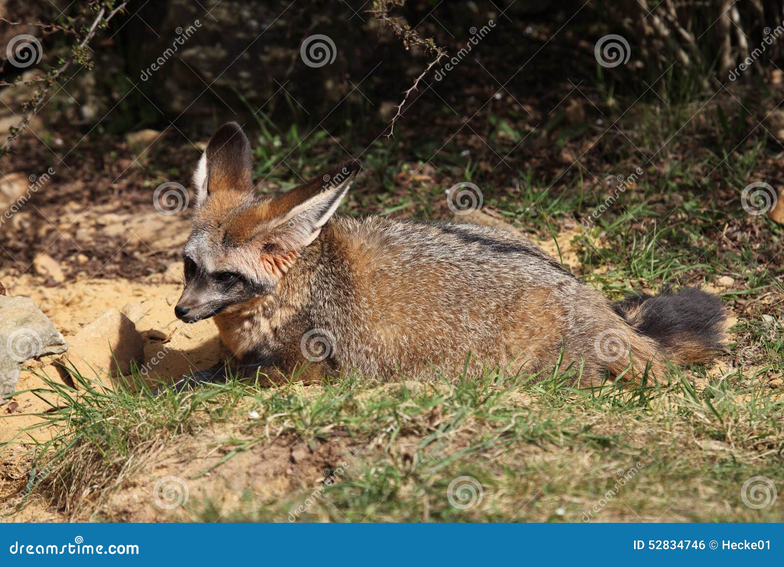 Spoon Dog stock photo. Image of dwellers, otocyon, south - 52834746