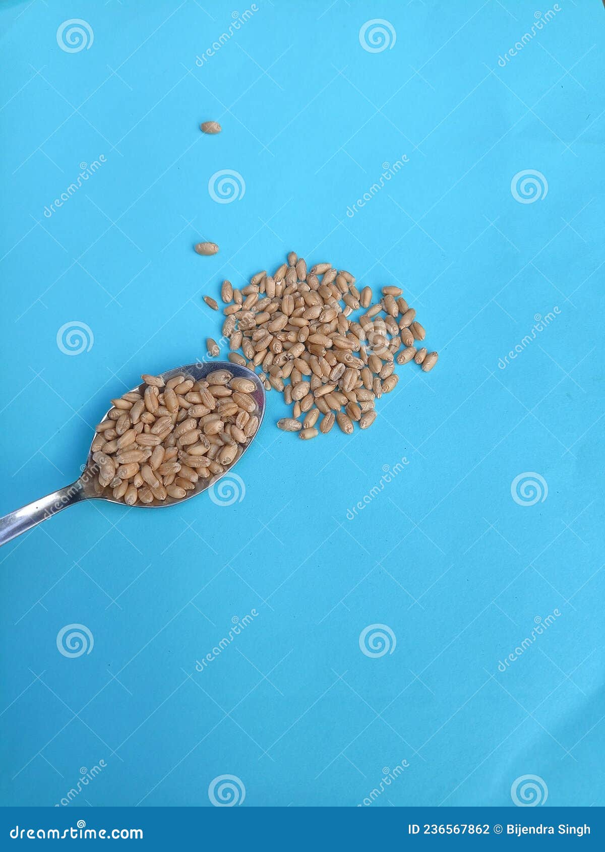 Spoon with wheat. stock photo. Image of spoon, petal - 236567862