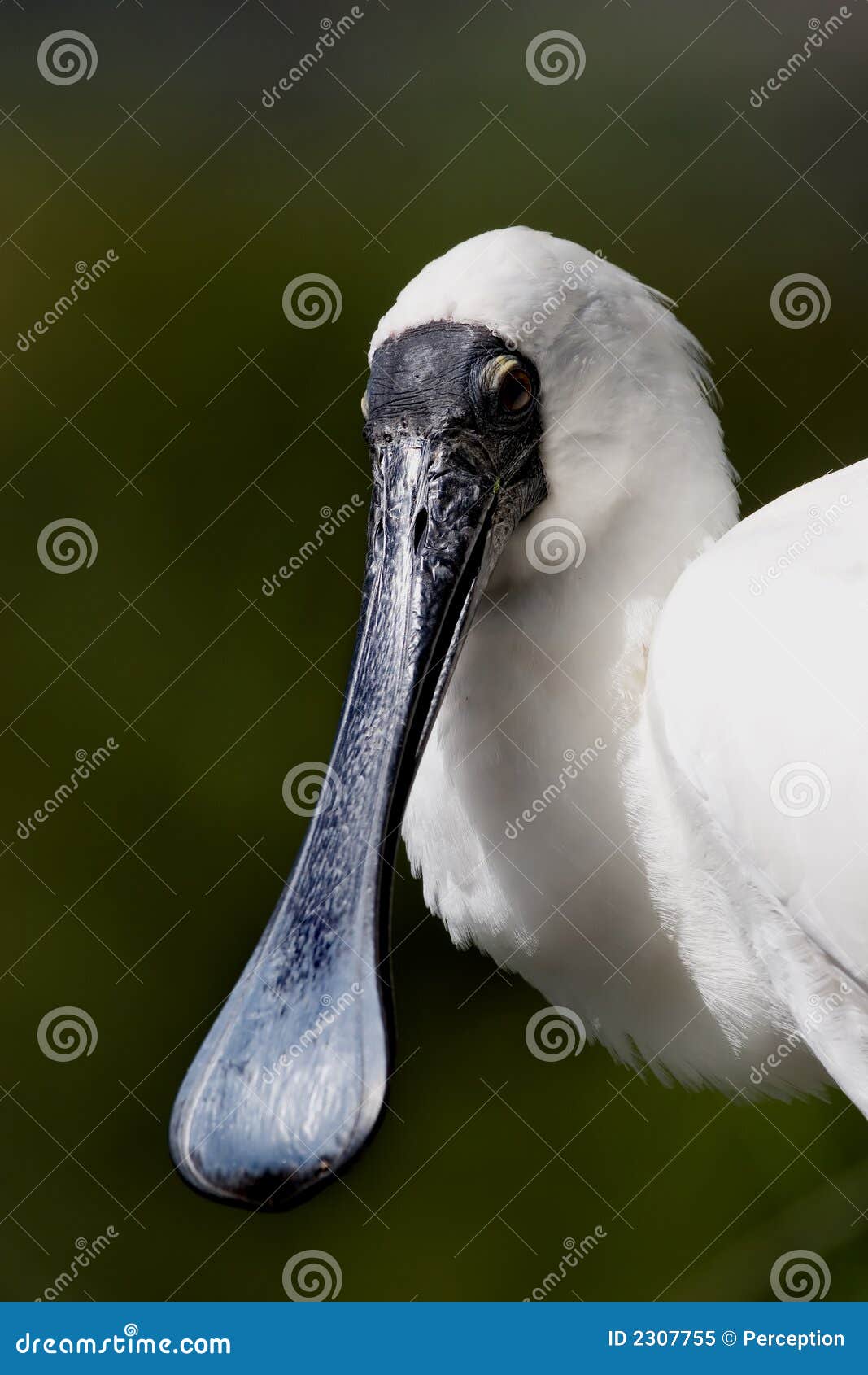 Spoonbill stock image. Image of waterbird, ornithology - 2307755