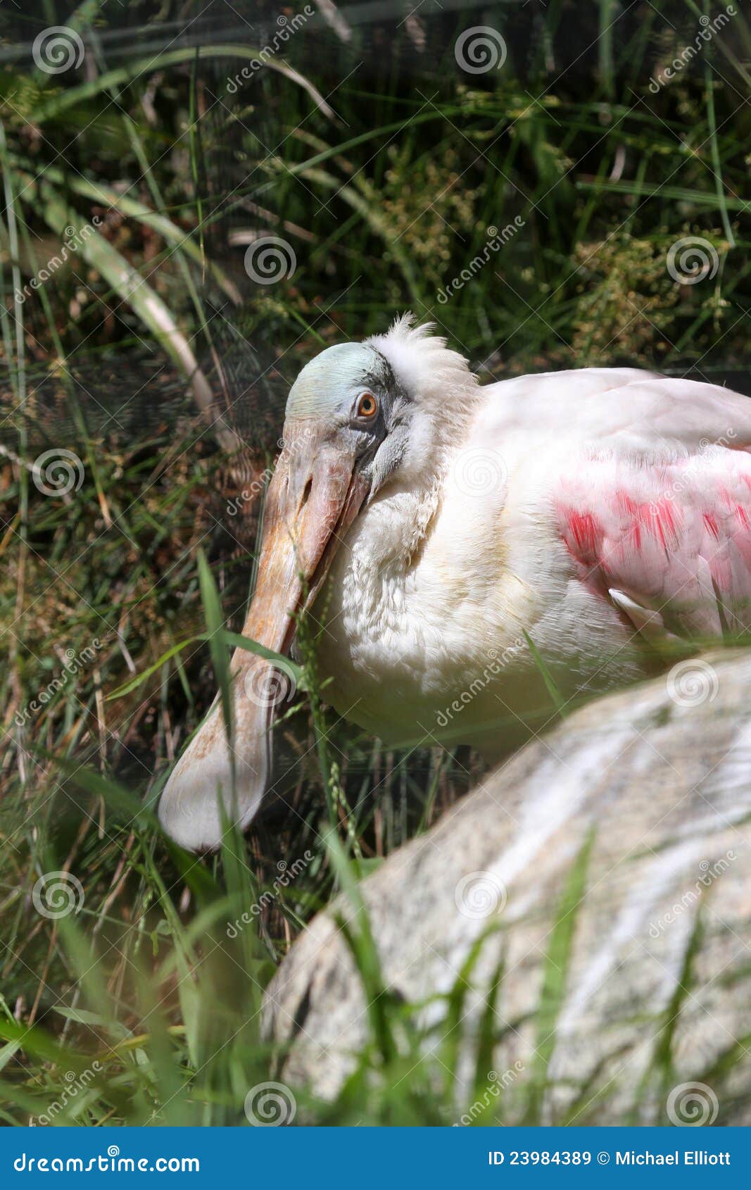 Spoonbill stock image. Image of plants, leaves, spoonbill - 23984389