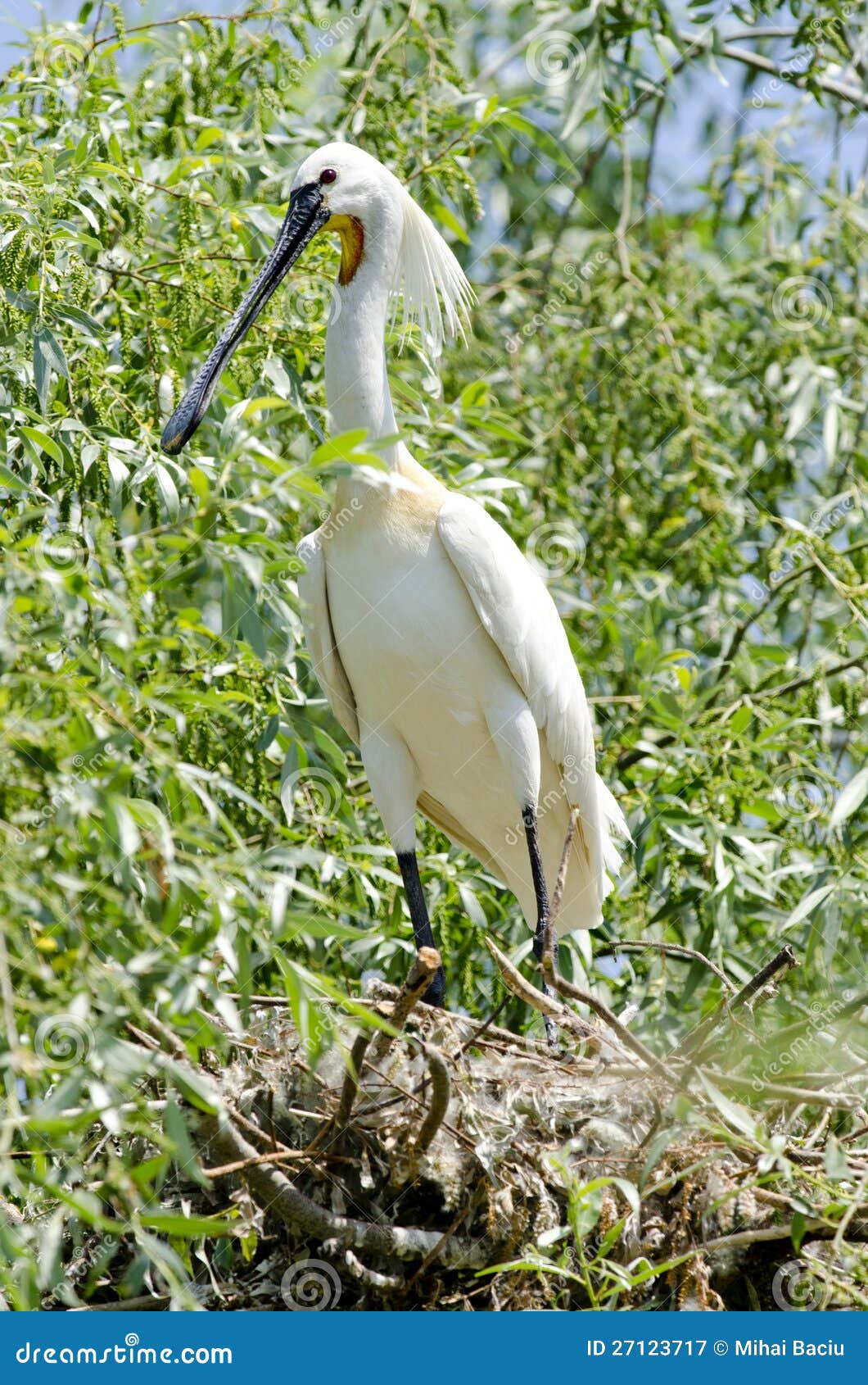 Spoonbill stock image. Image of bird, rest, face, animal - 27123717