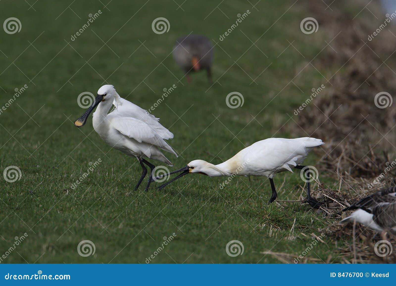 Spoonbill stock photo. Image of male, white, spoonbill - 8476700