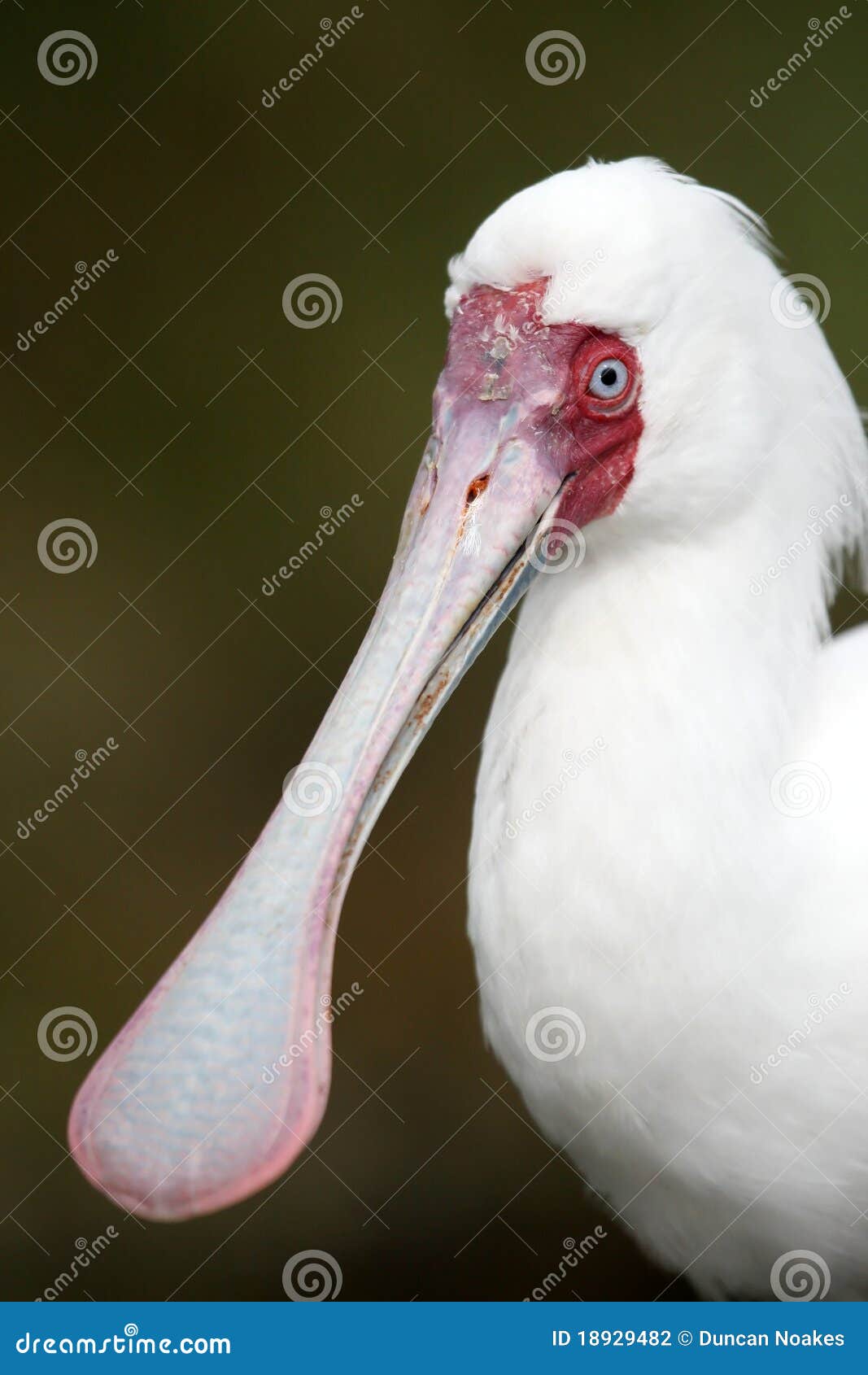 Spoonbill Bird stock photo. Image of feathers, pink, skin - 18929482