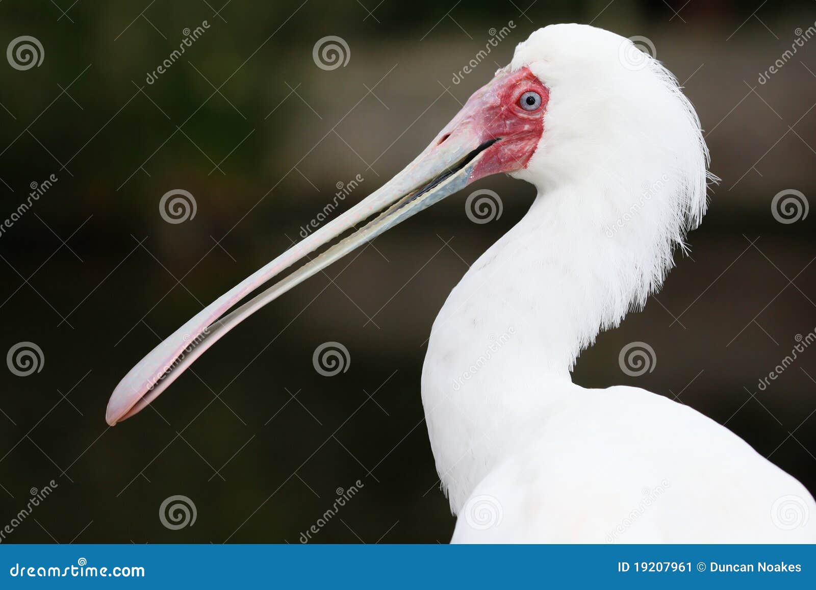 Spoonbill Bird stock image. Image of wildlife, unusual - 19207961