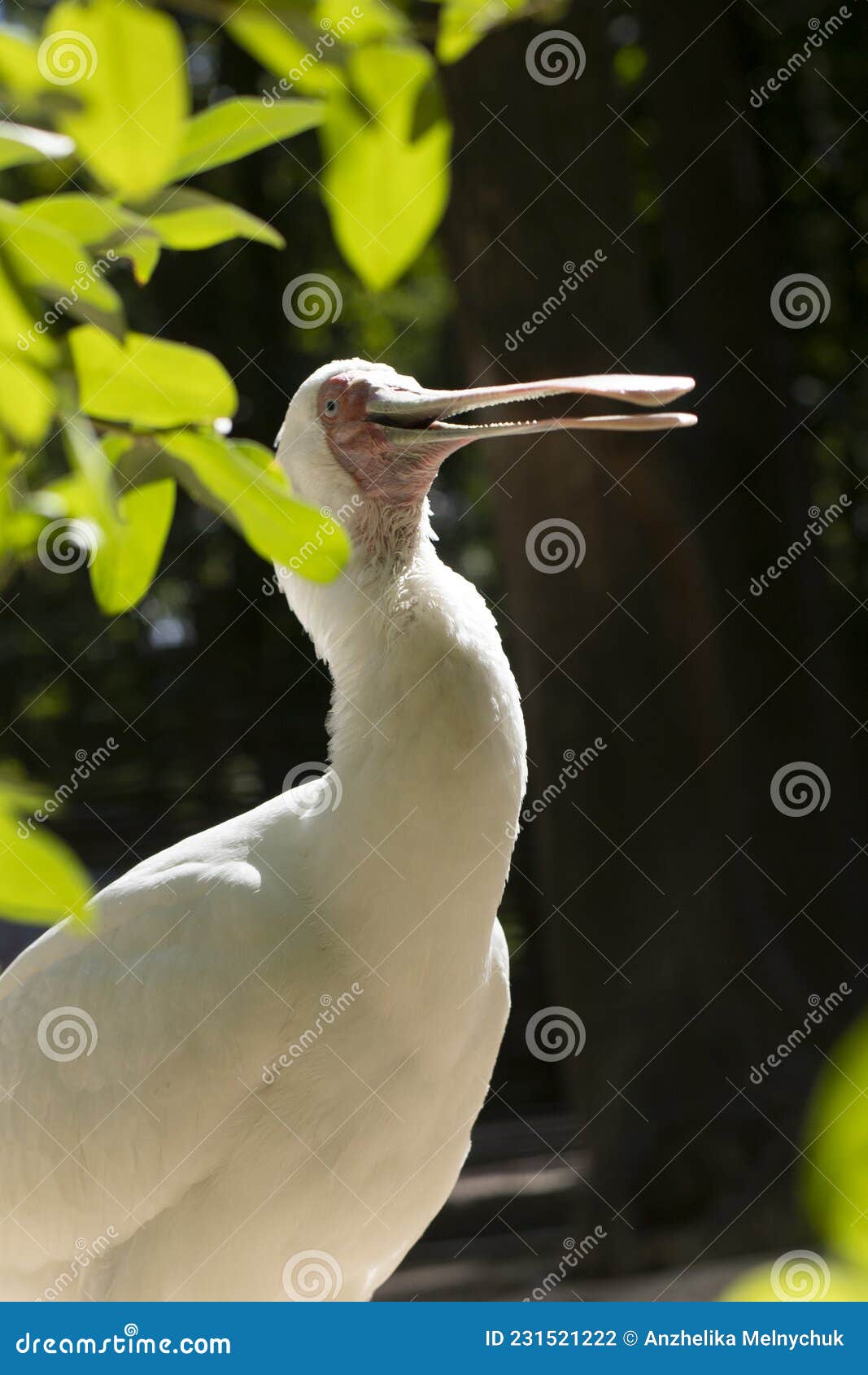 Spoonbill Birds are Ibis. a Large White Bird with a Wide Beak Stock ...
