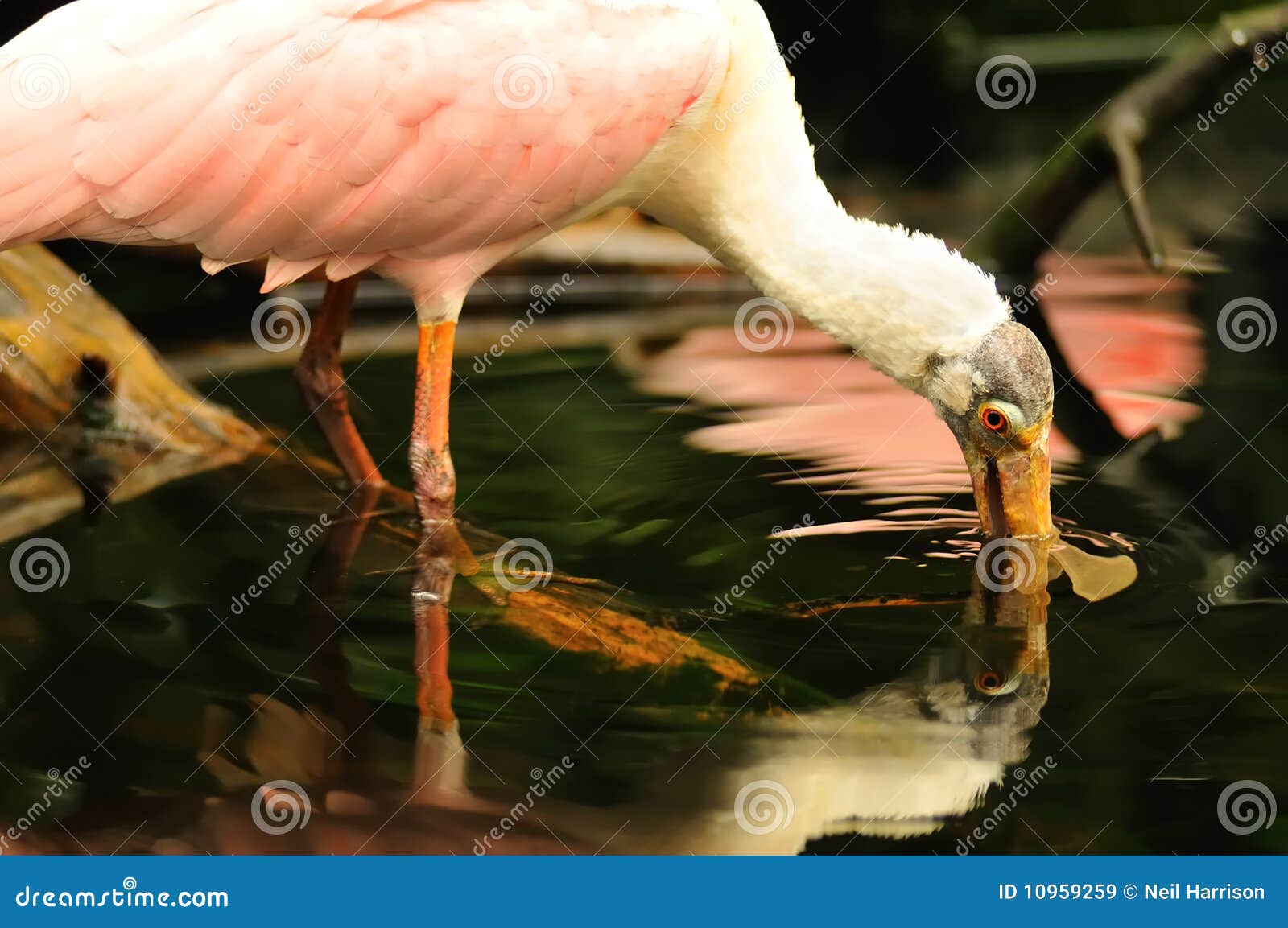 Spoonbill Feeding Underwater Stock Image - Image of spoonbill, water ...