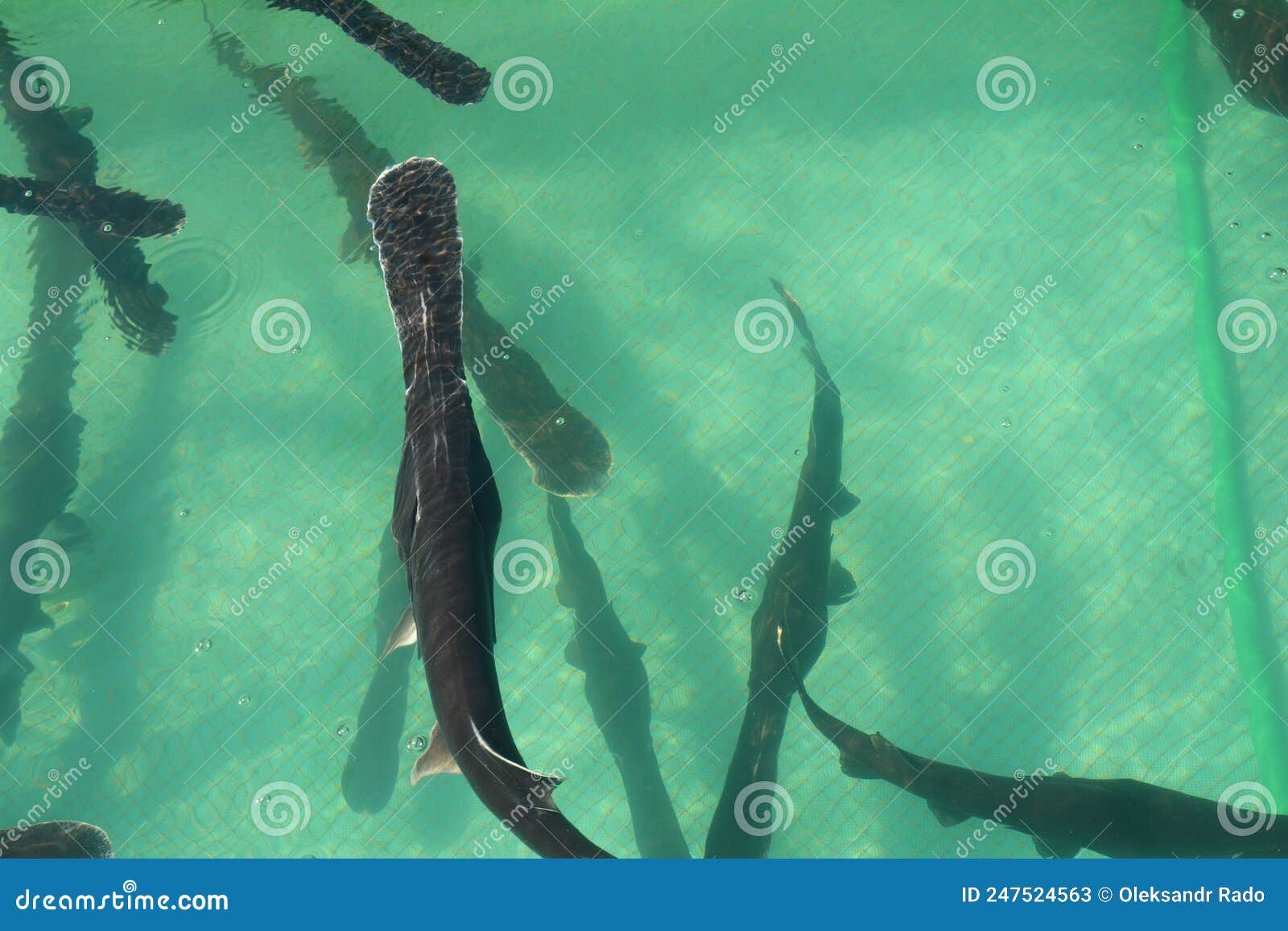 Spoonbill Fish Farm. American Paddlefish Polyodon Spathula in Cage for ...