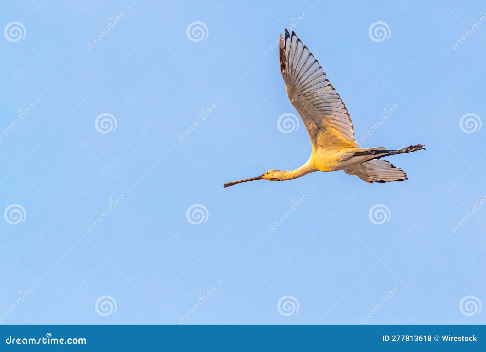 Spoonbill Flying in a Blue Sky Stock Photo - Image of animal, wildlife ...