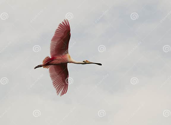Spoonbill rosado imagen de archivo. Imagen de rosear - 13825275