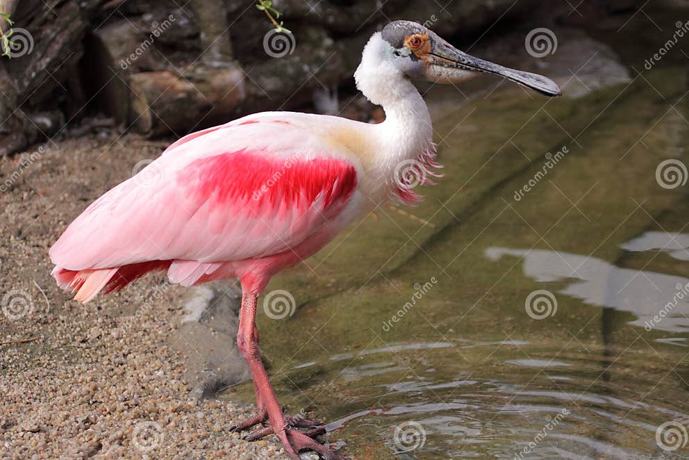 Spoonbill rosado imagen de archivo. Imagen de ibis, rosear - 19338637