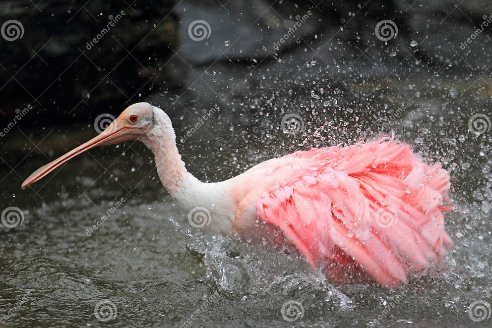 Spoonbill rosado imagen de archivo. Imagen de rosear - 22653049