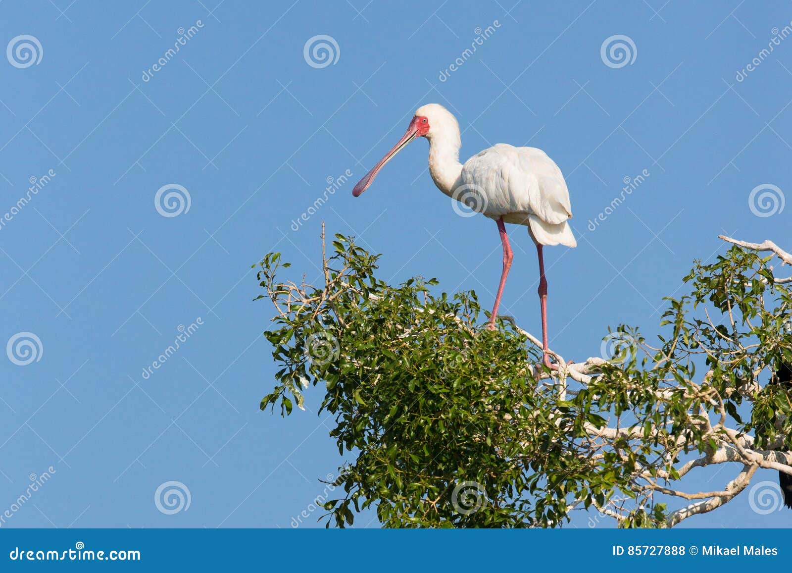 Spoonbill Standing on Top of Tree Stock Photo - Image of tree, botswana ...