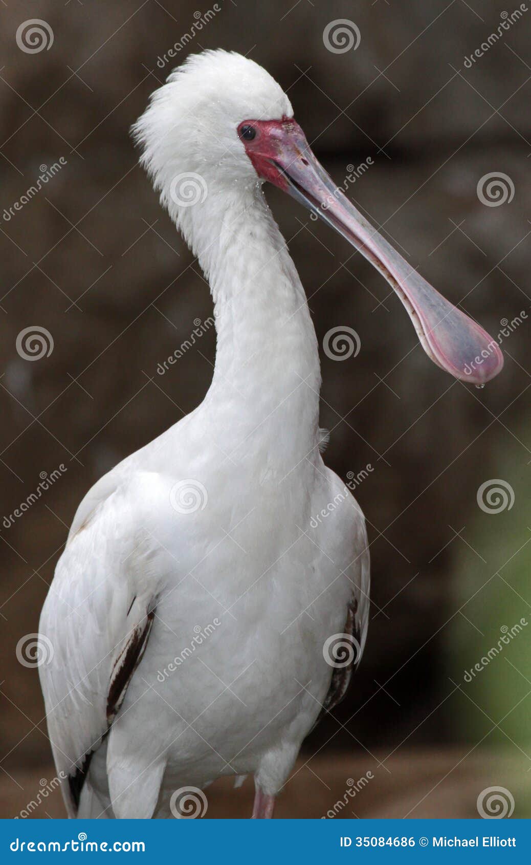 Spoonbill stock photo. Image of feeding, face, exotic - 35084686