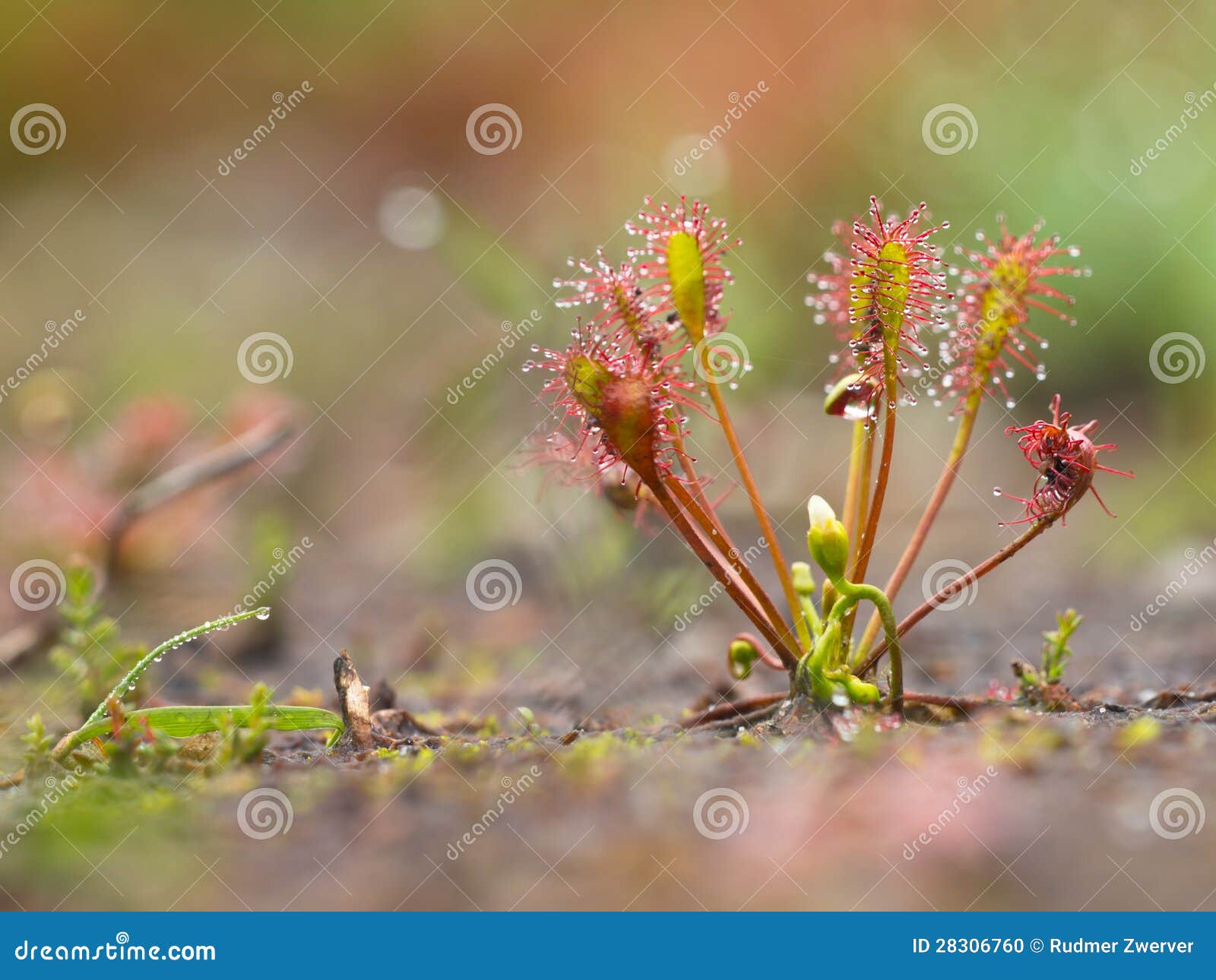 Spoonleaf sundew stock photo. Image of nature, oblongleaved - 28306760