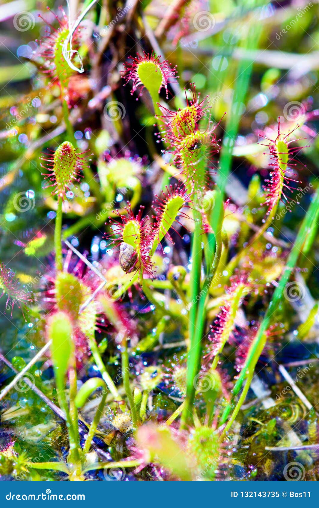 Spoonleaf Sundew Drosera Intermedia Stock Image - Image of habitat ...