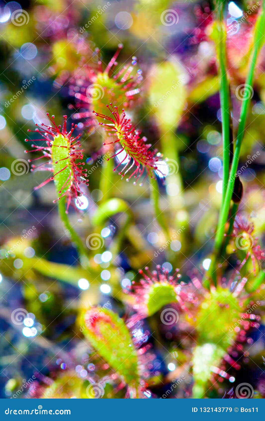 Spoonleaf Sundew Drosera Intermedia Stock Image - Image of green ...