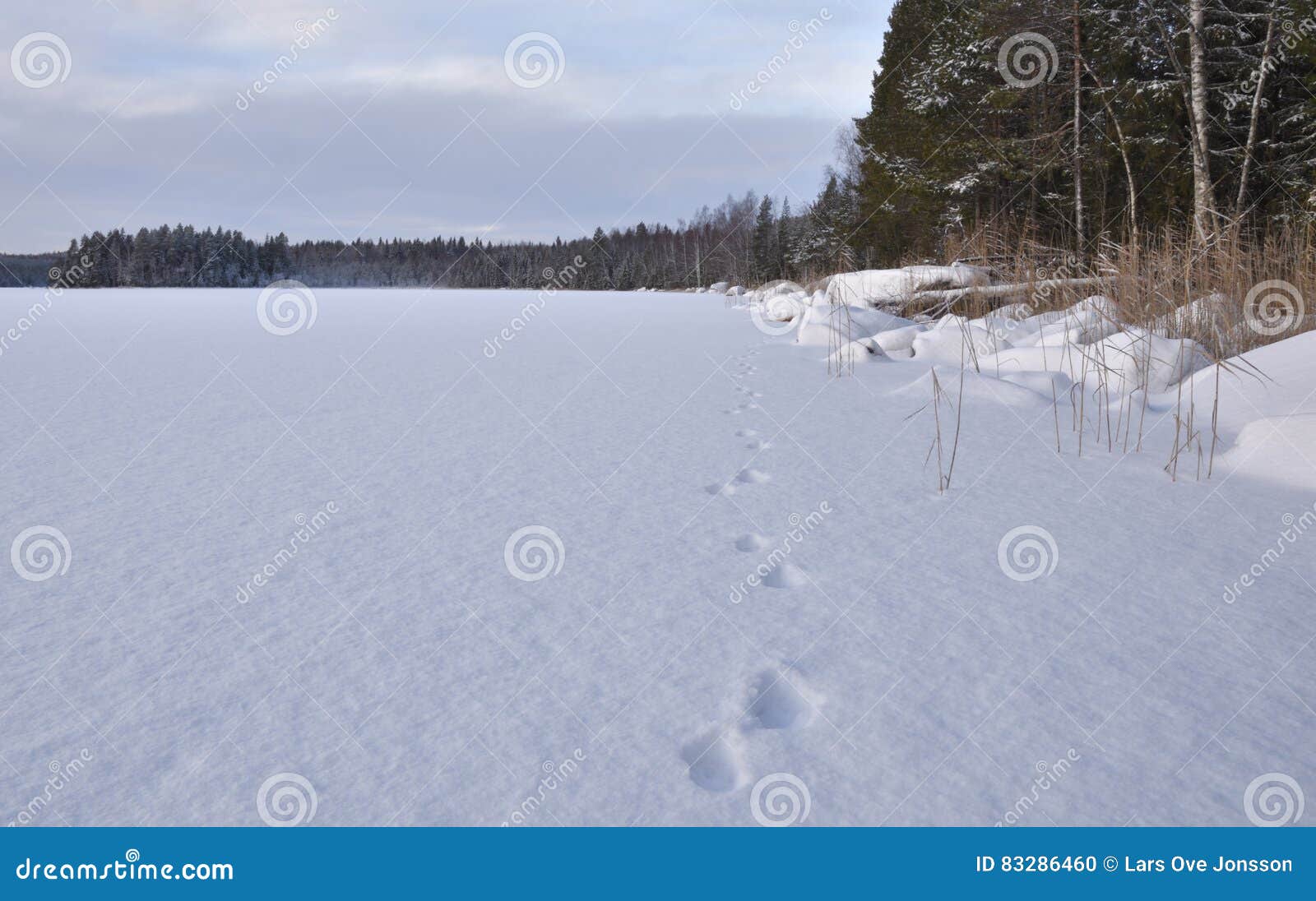 Spoor van Marter in sneeuw stock foto. Image of voet - 83286460