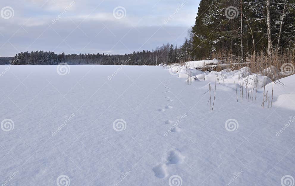 Spoor van Marter in sneeuw stock foto. Image of voet - 83286460