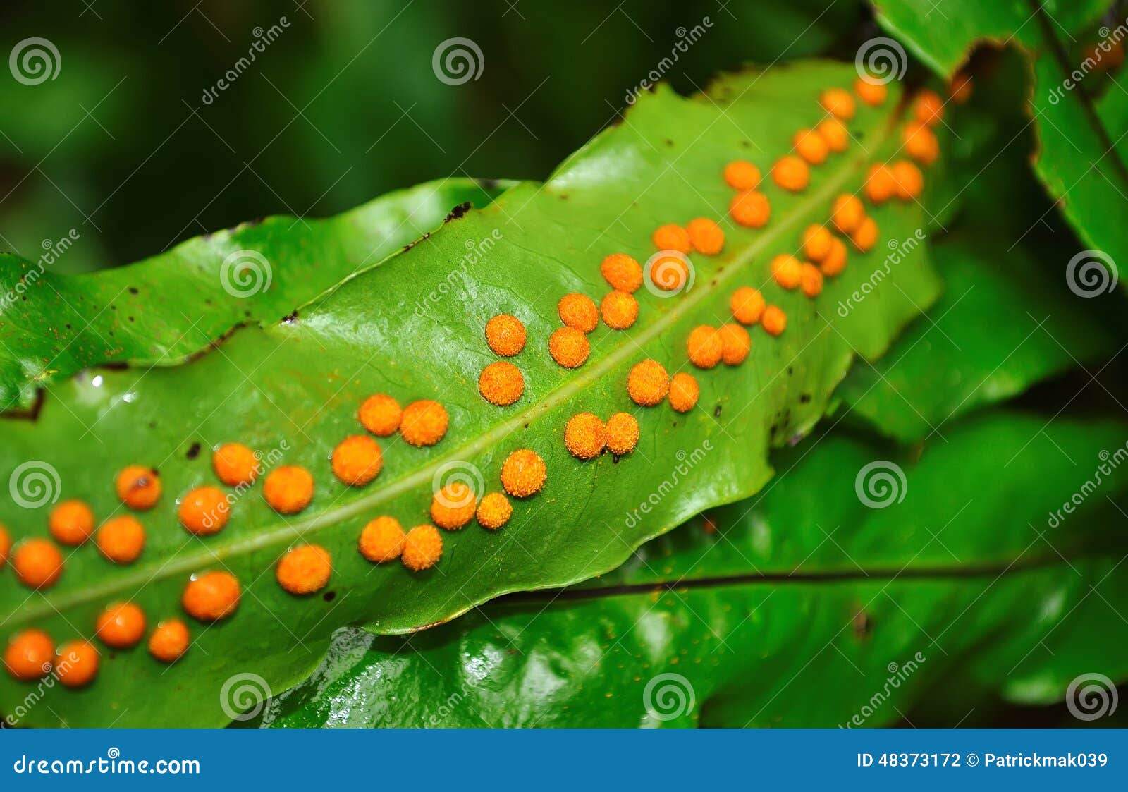 Sporangio della felce fotografia stock. Immagine di esotico - 48373172