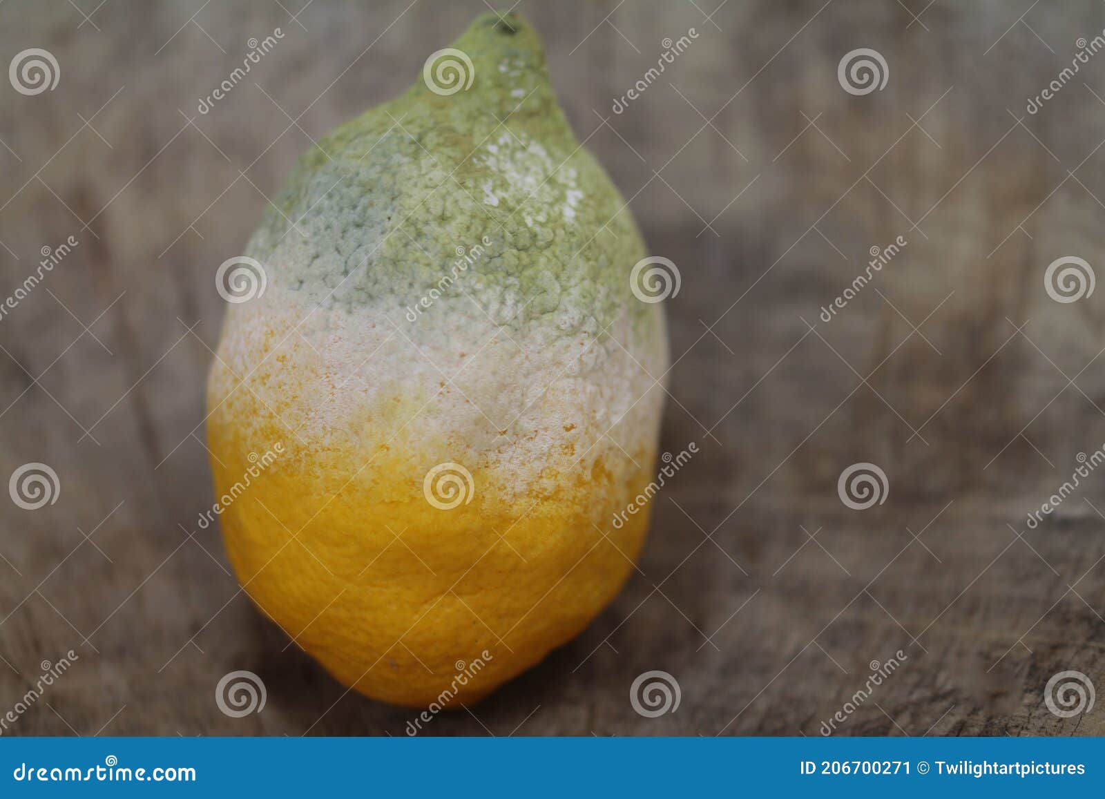 Spore Bearer, Moldy Citrus Fruit Stock Image - Image of still, green ...