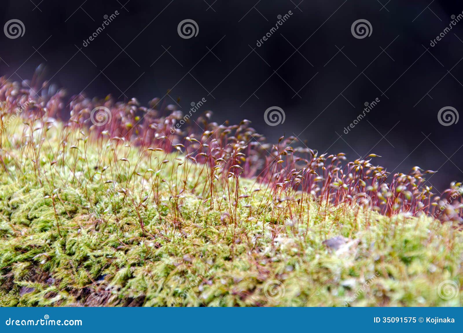 Spore Case Stock Photos - Free & Royalty-Free Stock Photos from Dreamstime